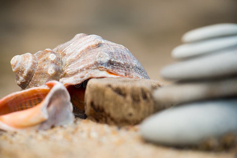 Rapana on sandy beach stock photo. Image of coastline - 44257934