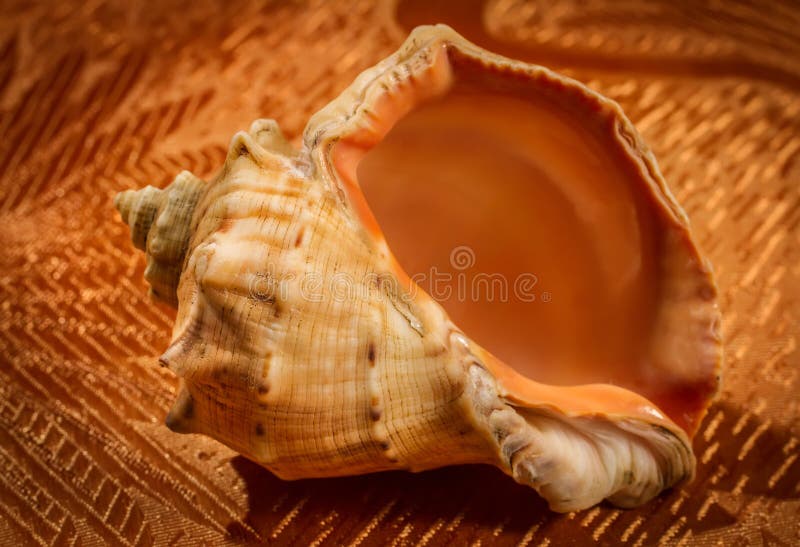Rapana seashell. stock image. Image of seafood, muricidae - 236257183