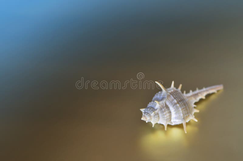 Rapana on the beach stock photo. Image of starfish, life - 33366662