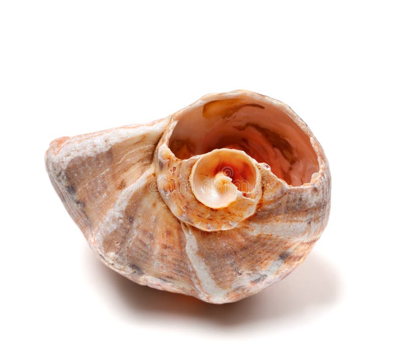 327 Broken Conch Shell Stock Photos - Free & Royalty-Free Stock Photos ...