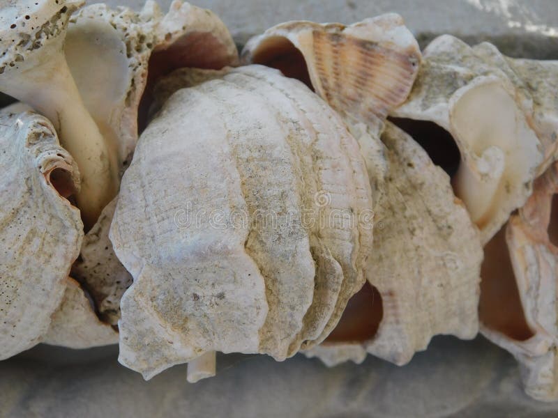 Rapana Shells Under the Bright Sun Stock Photo - Image of original ...