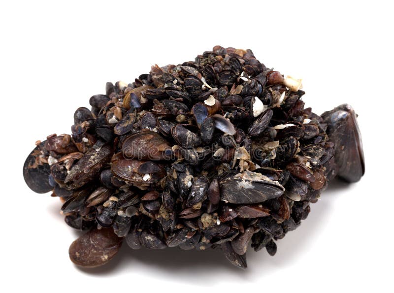 Rapana Venosa Completamente Coperto Di Cozze Immagine Stock - Immagine ...