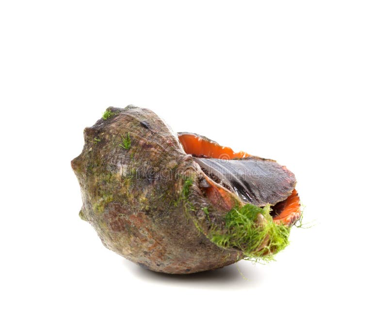 Rapana Venosa View of Carnivorous Gastropods Stock Image - Image of ...
