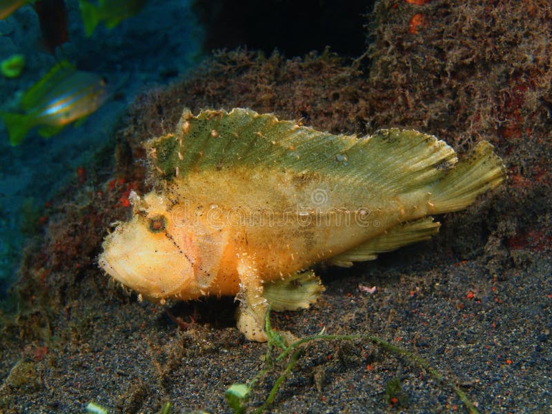 Rape imagen de archivo. Imagen de agua, mundo, animal - 48298517