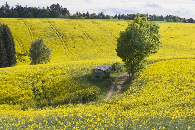 Apiary and Canola stock image. Image of field, blue, rapeseed - 31348329
