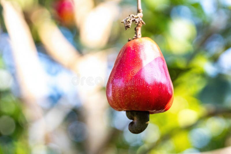Cashew Apple Fruit Growing on the Tree Under Sunlight Stock Photo ...
