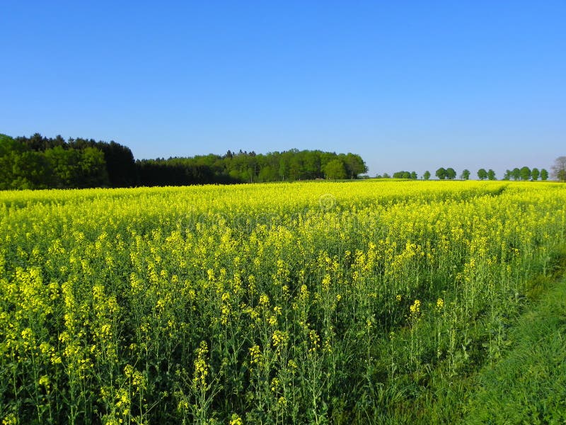 / Colza stock photo. Image of regenerativ, alternativ - 19322724