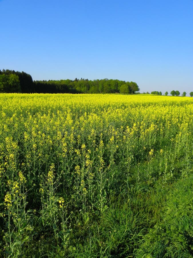 / Colza stock image. Image of ecological, vegetable, friendly - 19322729