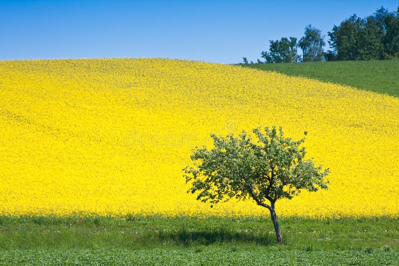 Mustard field and a tree stock photo. Image of mustard - 2328886