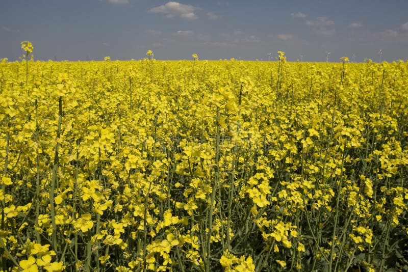 Yellow fuel stock image. Image of weed, grass, rapeseed - 104662927