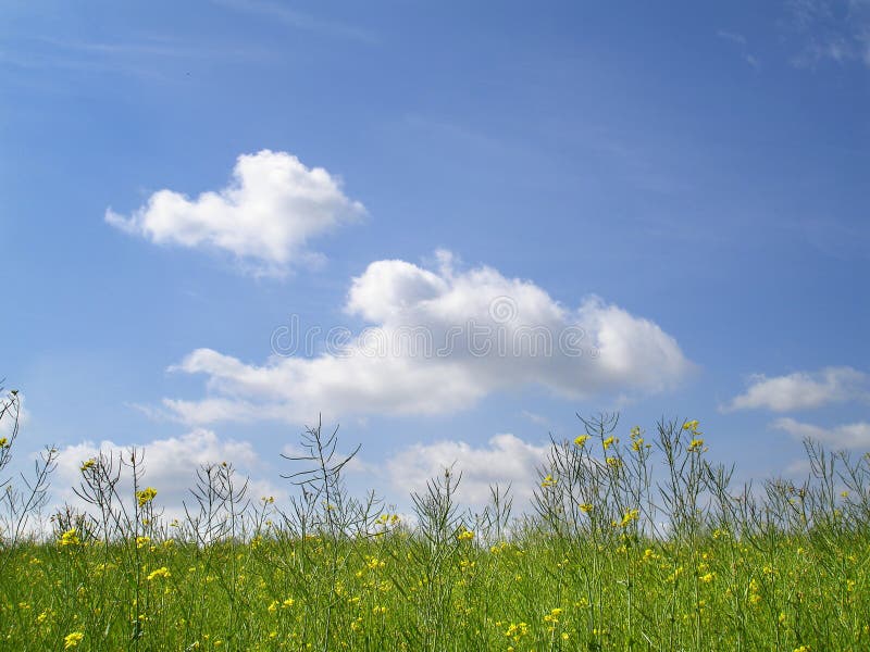 Field, Ecosystem, Grassland, Prairie Picture. Image: 118242892