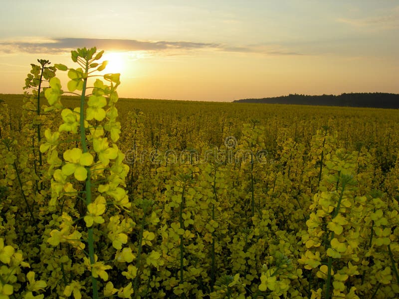 Field stock image. Image of spring, colza, farm, outdoor - 8850781