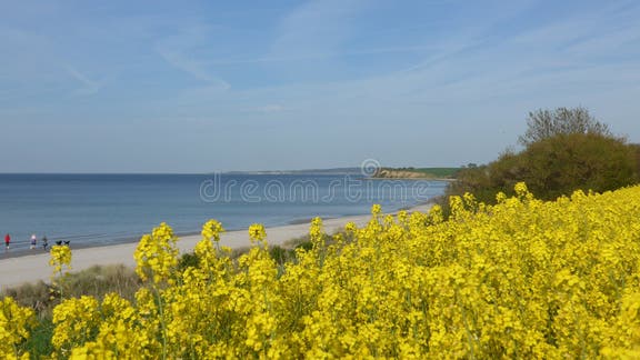 Field on the Baltic Sea Coast in Spring Stock Photo - Image of ...