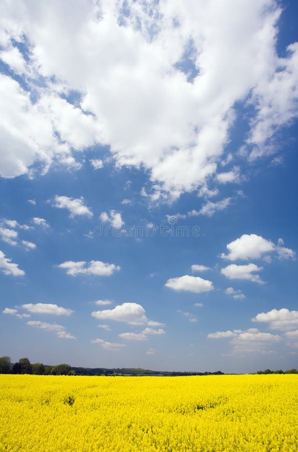 Field, blue sky, clouds stock image. Image of agriculture - 5165039