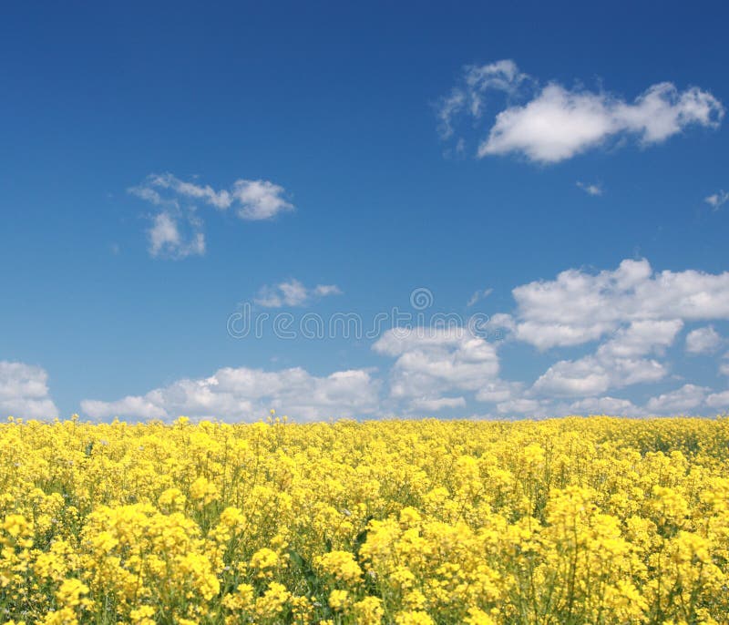 Field and Blue Sky. Spring. Stock Image - Image of field, june: 25487805
