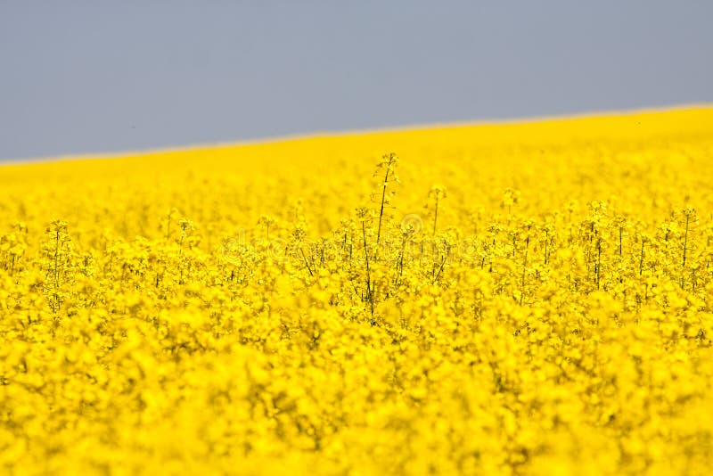 Field stock image. Image of golden, cloud, farm, clouds - 35410175