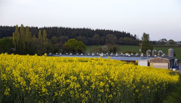 Field and a hatchery stock image. Image of agriculture - 173479335