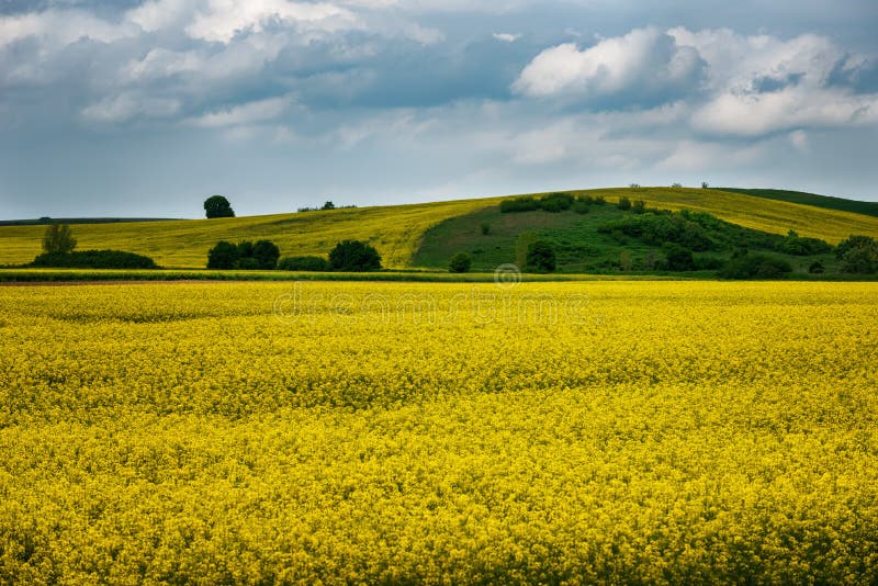 Field, Near Marinka Village, Bulgaria Stock Image - Image of field ...