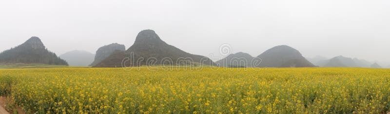 Field Panorama stock photo. Image of color, flower, farm - 13176670