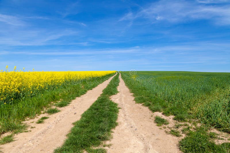 Field, Pathway with Blue Sky Stock Image - Image of cloudy, agronomy ...