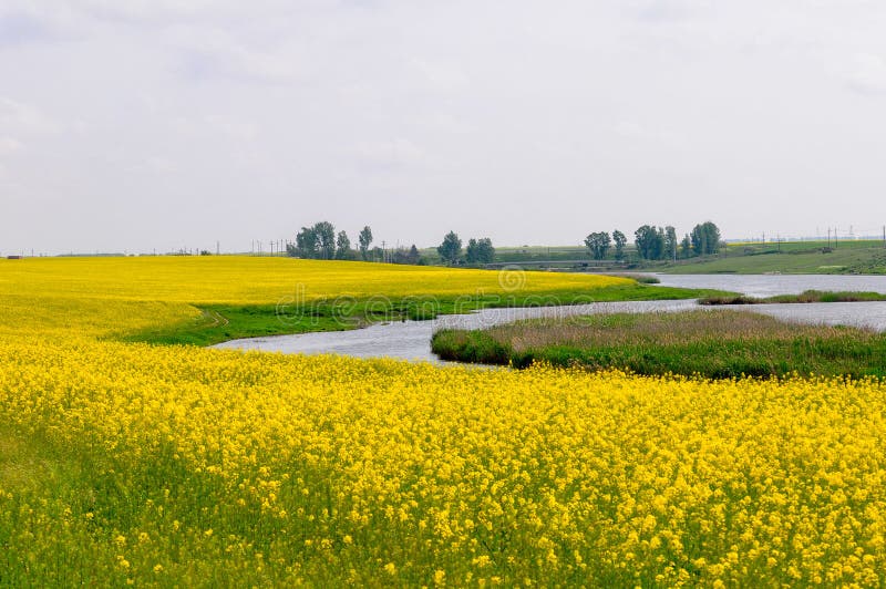 Field and Pond in Romanian Plain Stock Image - Image of : 229846817