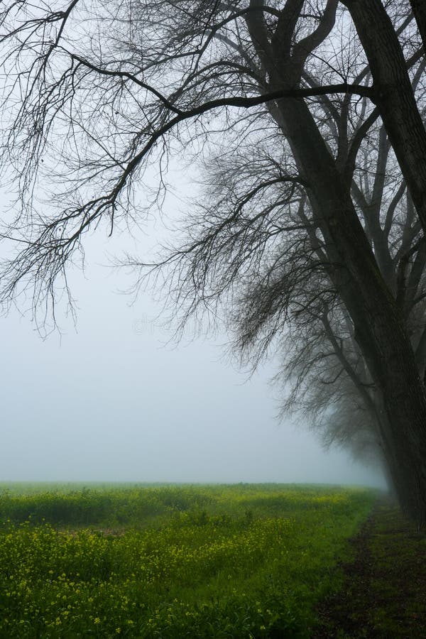 Tree in the Fog, Street with Poplars in the Fog Stock Photo - Image of ...