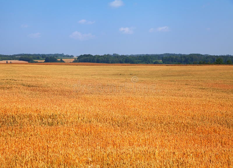 Field. stock image. Image of color, oilseed, canola, farm - 88755303