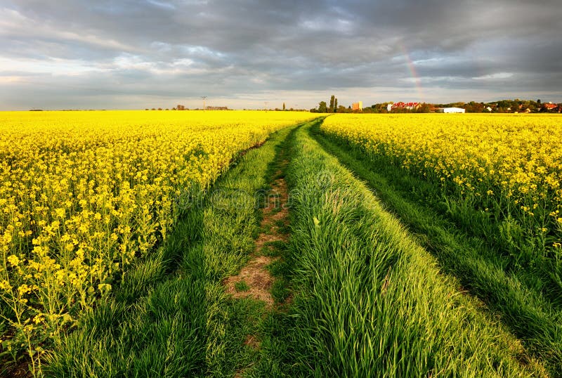 Field with in the Rural Landscape with Path Stock Image - Image of ...