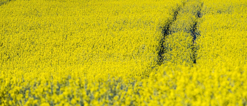 Field and rut stock photo. Image of meadow, growth, farm - 93422300