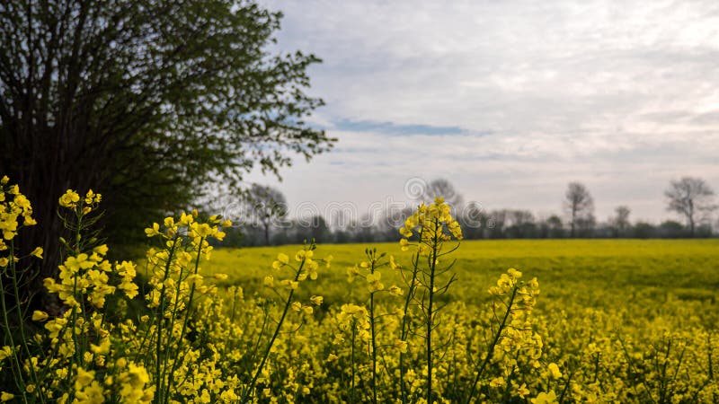 Field, Single Plants in the Foreground Stock Image - Image of grass ...