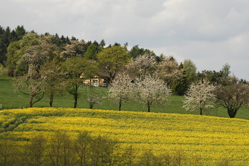 Field in spring stock photo. Image of forest, spring - 11598540