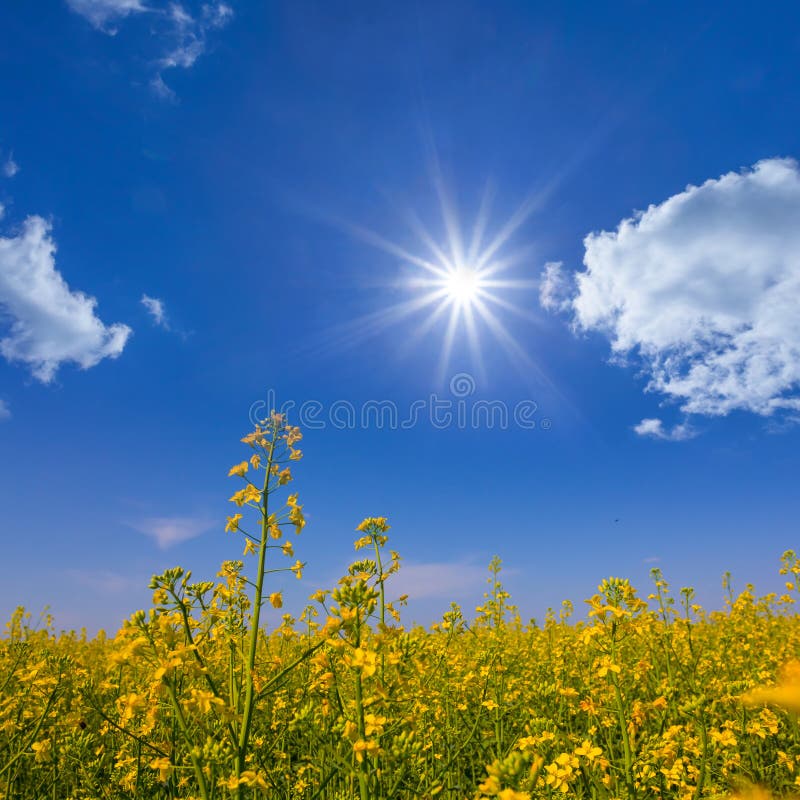 Field Spring Agricultural Scene Stock Photo - Image of panoramic ...