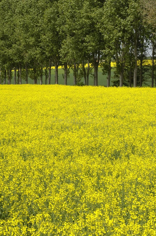 Field in spring stock image. Image of springtime, yellow - 204081025