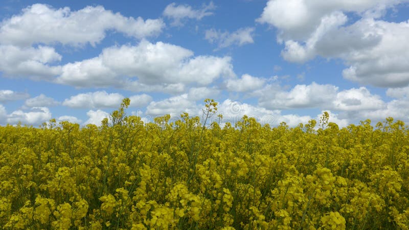Field in Spring on a Sunny, but Cloudy Day Stock Image - Image of ...