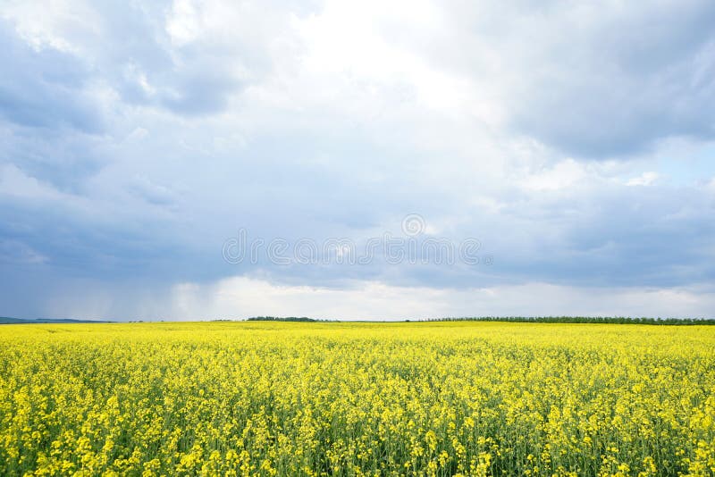Blooming Canola Field. on the Field in Summer. Flowering Rapeseed with ...