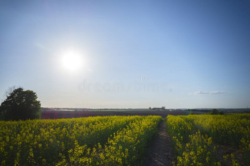 Field and sun stock photo. Image of green, meadow, natural - 270137274