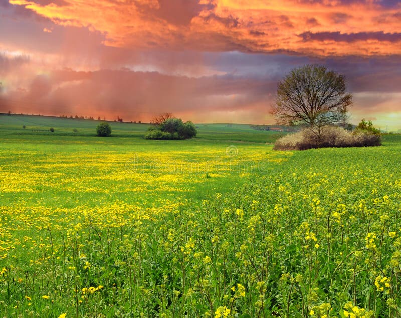 Field at sunset stock image. Image of countryside, green - 6821463