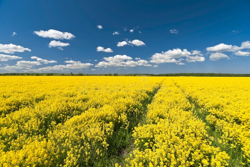 Field way stock image. Image of outdoor, trees, agriculture - 30910355