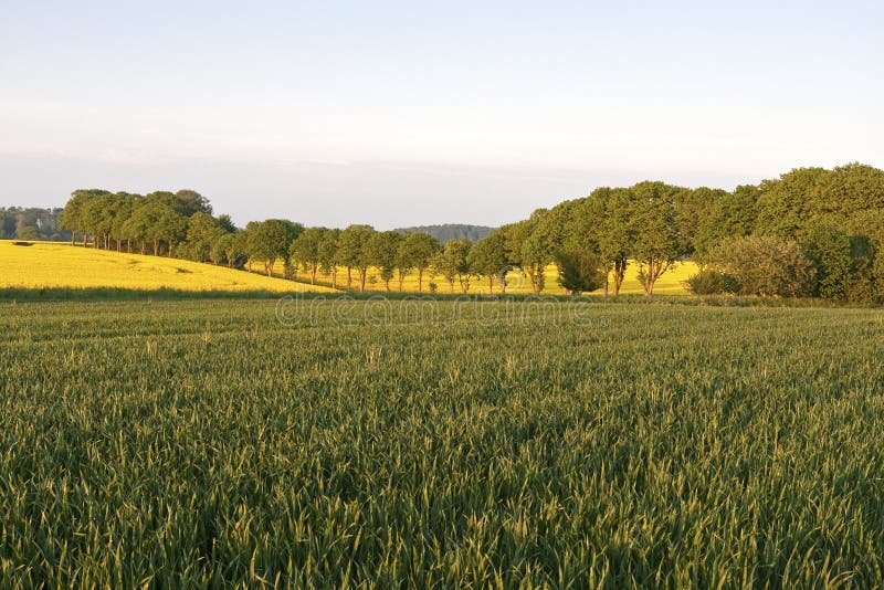 Fields in the Evening Sun stock image. Image of corn - 31283903