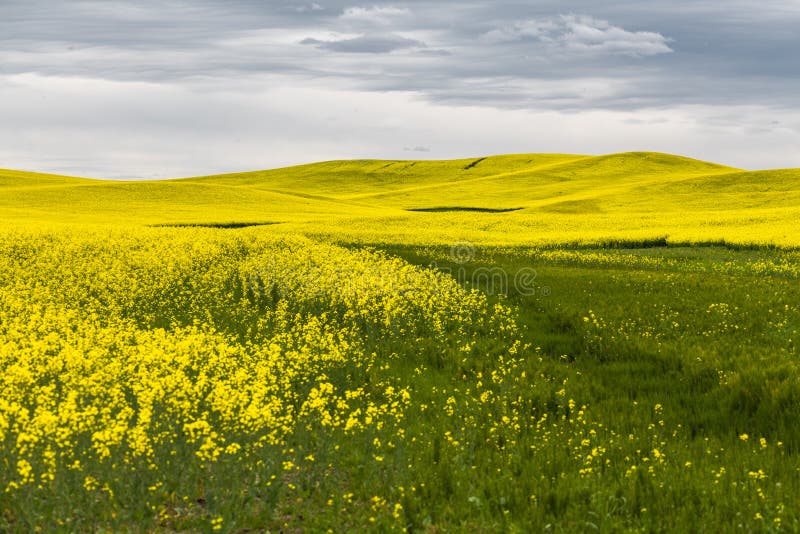 Fields in the Palouse stock image. Image of spring, field - 191645539