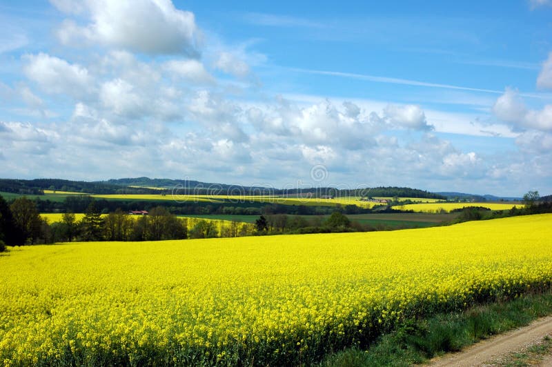 Fields scenery stock image. Image of clouds, ground, golden - 2388477
