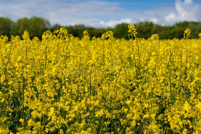 Fields in spring stock photo. Image of field, farm, rural - 146131774