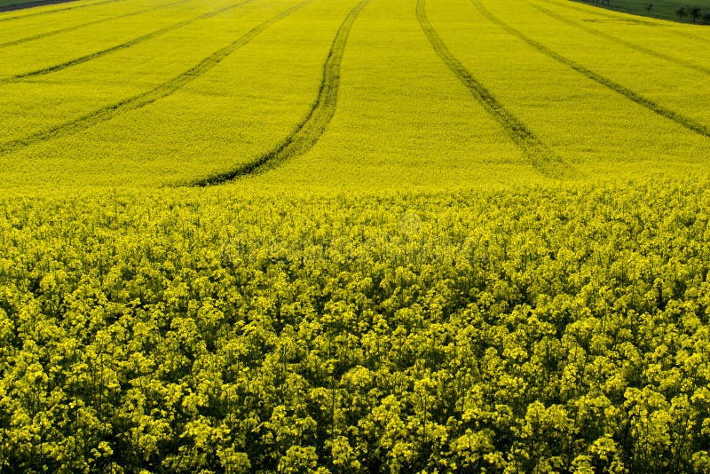Rapeseed Field - Bio Fuel stock image. Image of countryside - 40246239
