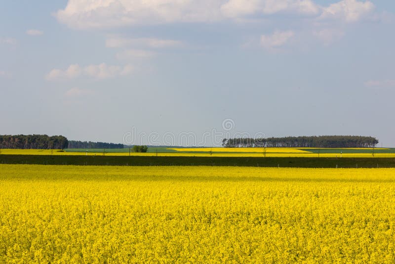 Fields in springtime stock image. Image of fields, blue - 40140677
