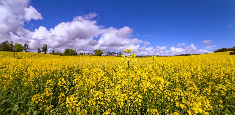 Fields on Sunny Day in a County Cork Stock Image - Image of agriculture ...