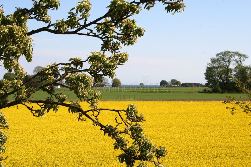 Fields stock image. Image of denmark, meadow, holiday - 37397803