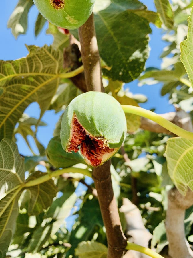 Fig Fruits Growing on a Branch Stock Photo - Image of autumn, growth ...