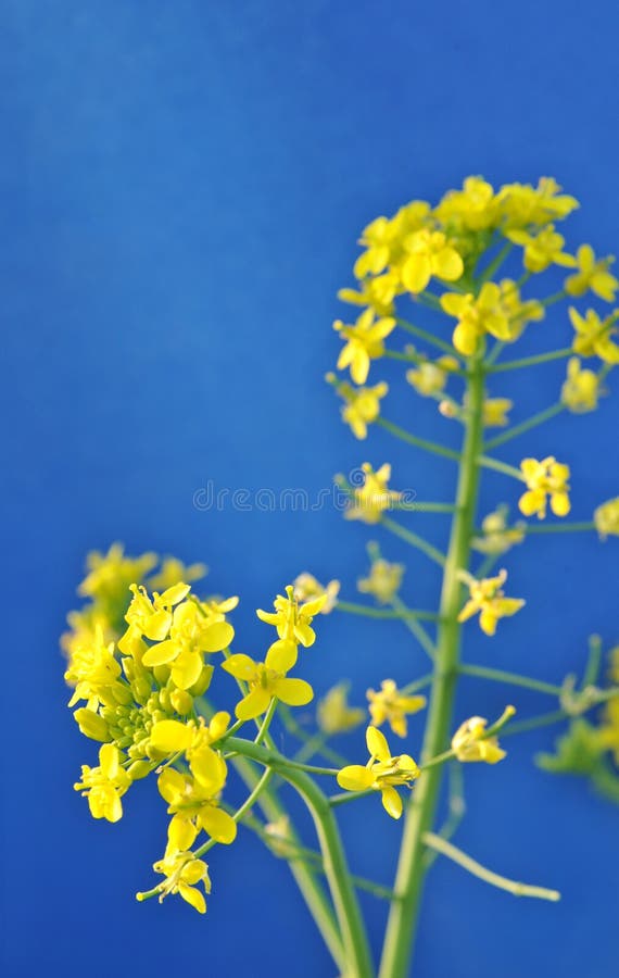 Rapeseed flower stock image. Image of nature, seed, rapeseed - 9439609