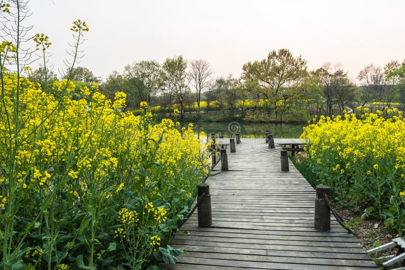 Flower path stock photo. Image of flowers, petals, bush - 143854802