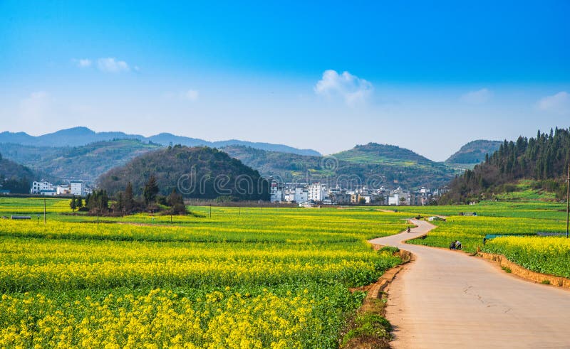 Flower sea in spring stock photo. Image of village, flower - 211231994